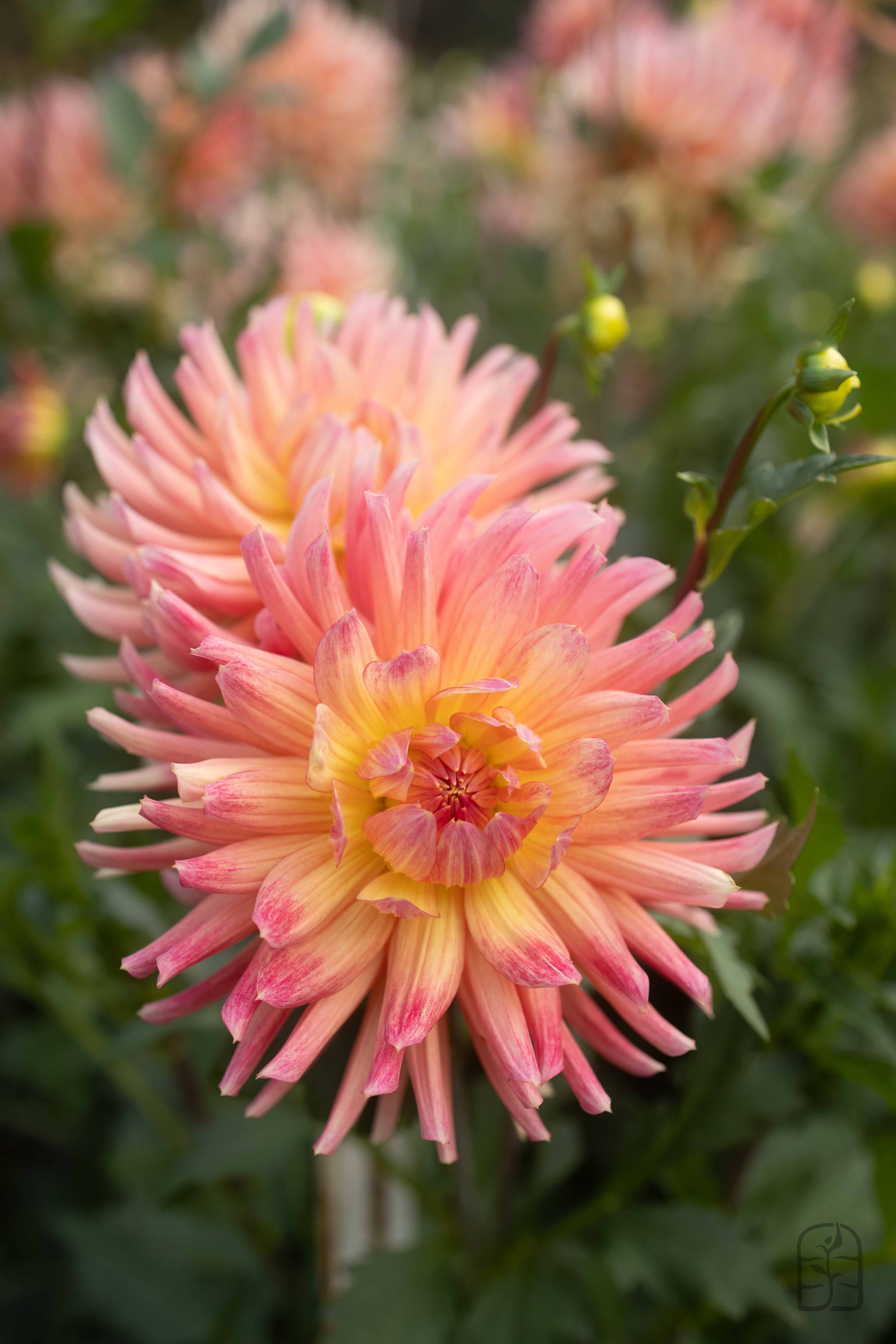 Wyn's Aspen Glow – Hidden Meadow Flowers